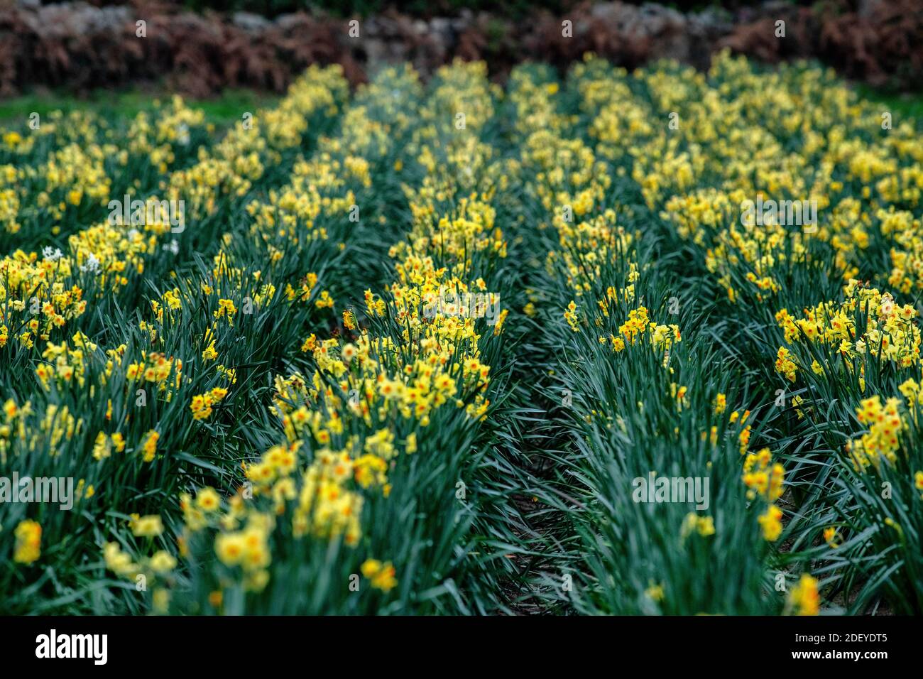 Daffodil farm on St Mary's, Isles of Scilly, UK Stock Photo - Alamy