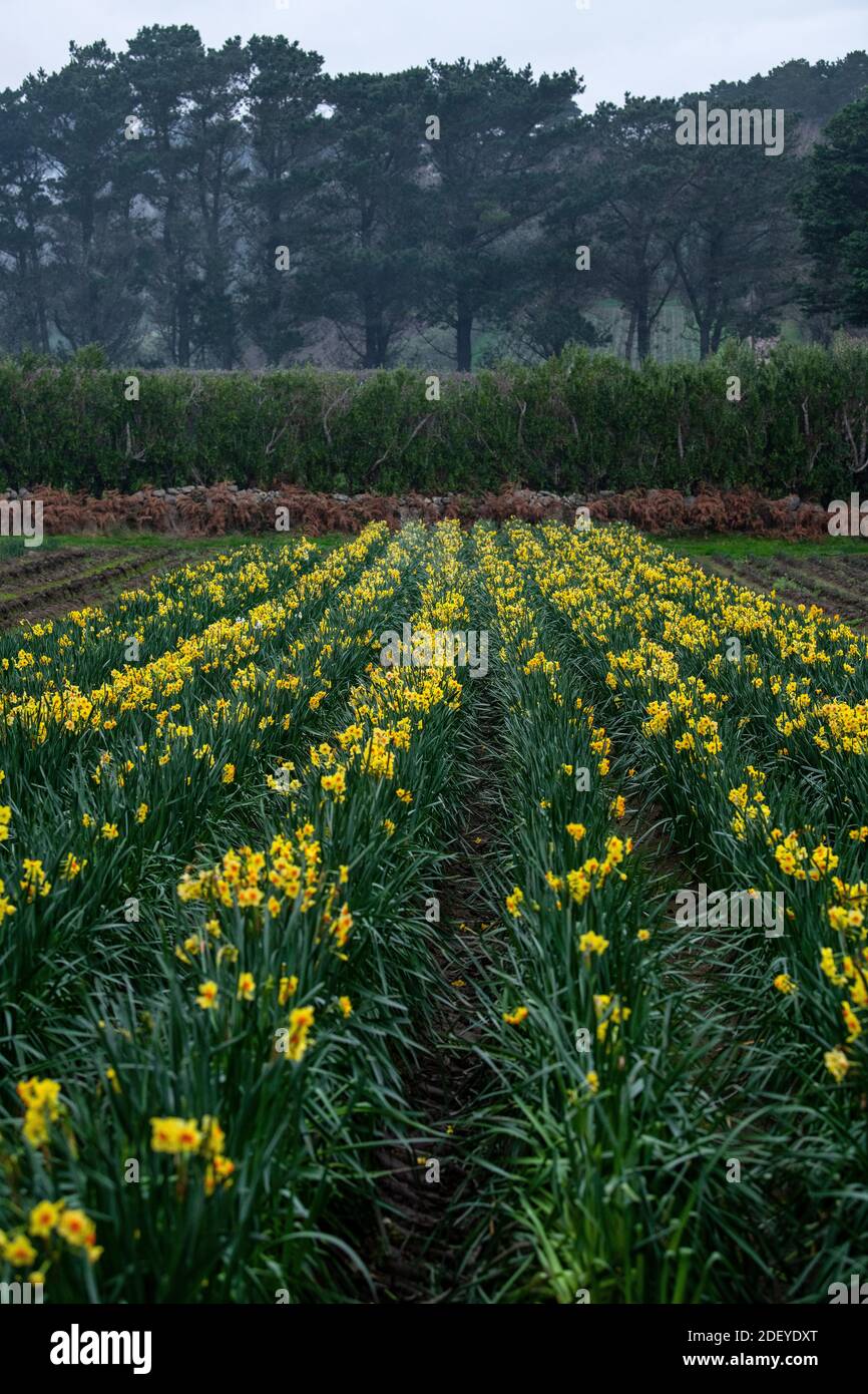 Daffodil farm on St Mary's, Isles of Scilly, UK Stock Photo - Alamy
