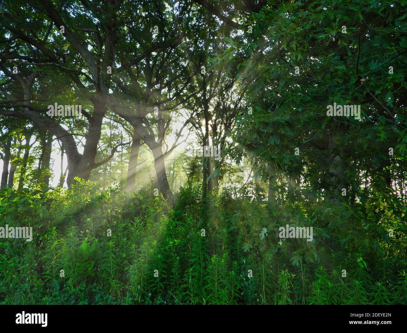 Sunlight coming through tree branches hi-res stock photography and ...