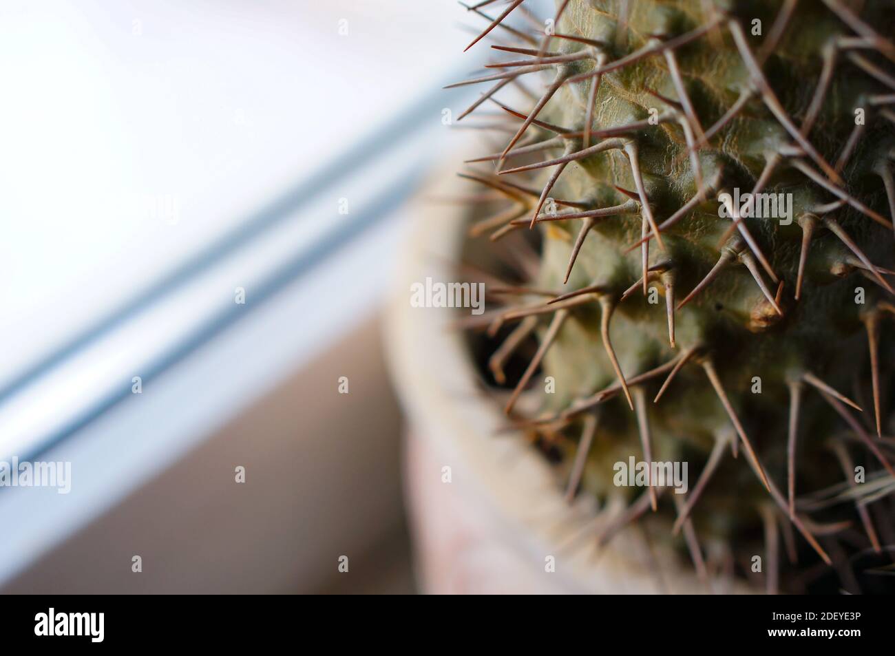 A closeup of a domestic cactus growing in a pot next to the window on ...