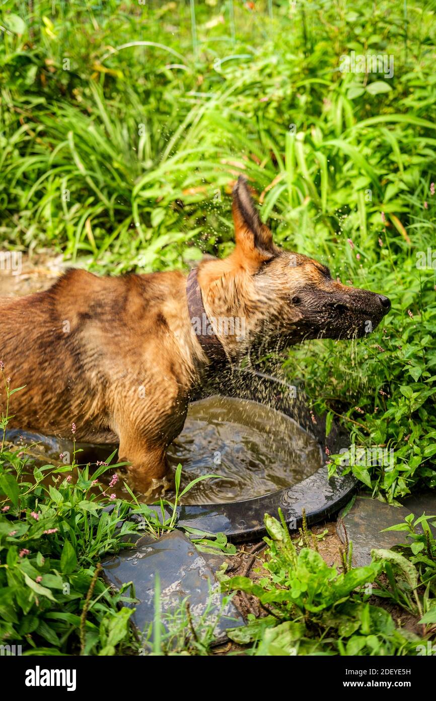 Puppy shaking water off hi-res stock photography and images - Alamy