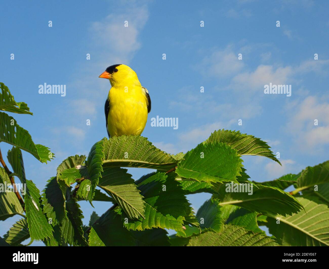 American Goldfinch Bird Looking Sideways With His Bright Yellow Feathers Sits On Top Of Tree