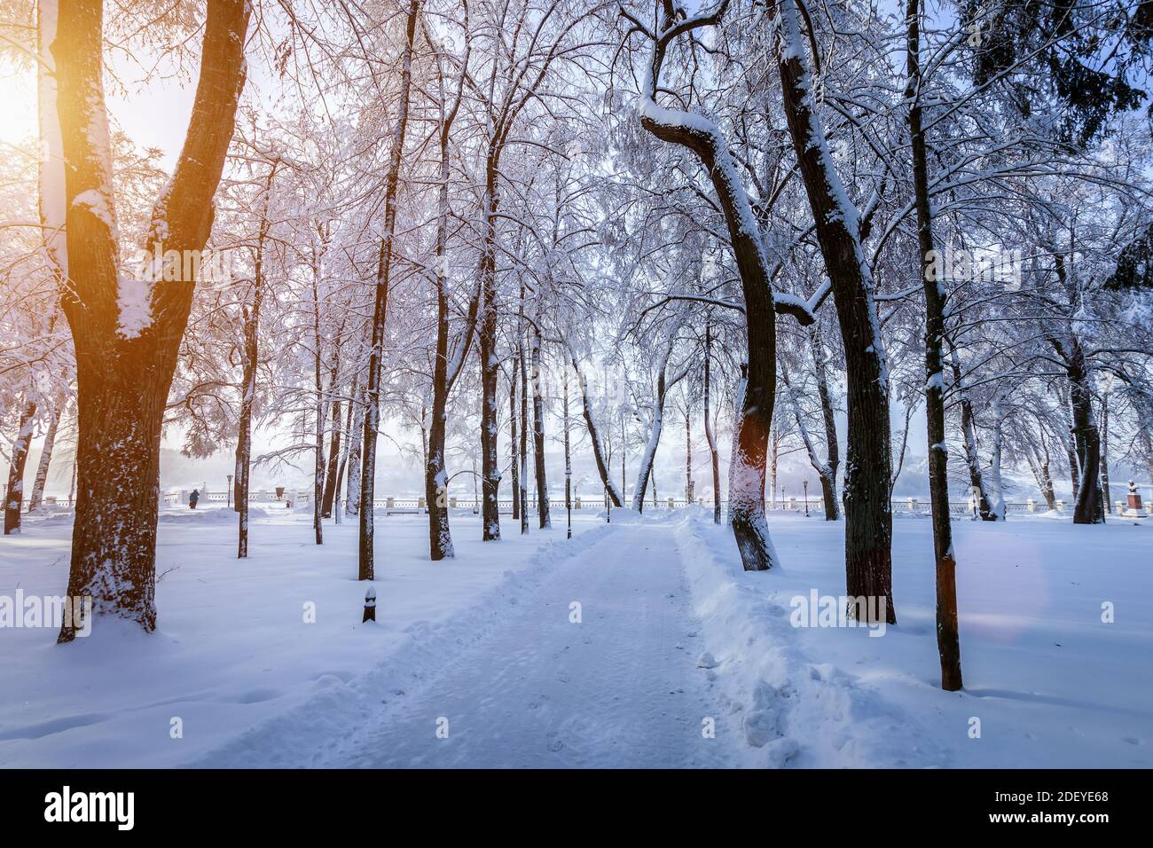 Sunset or sunrise in a winter park with trees, benches and a pavement ...