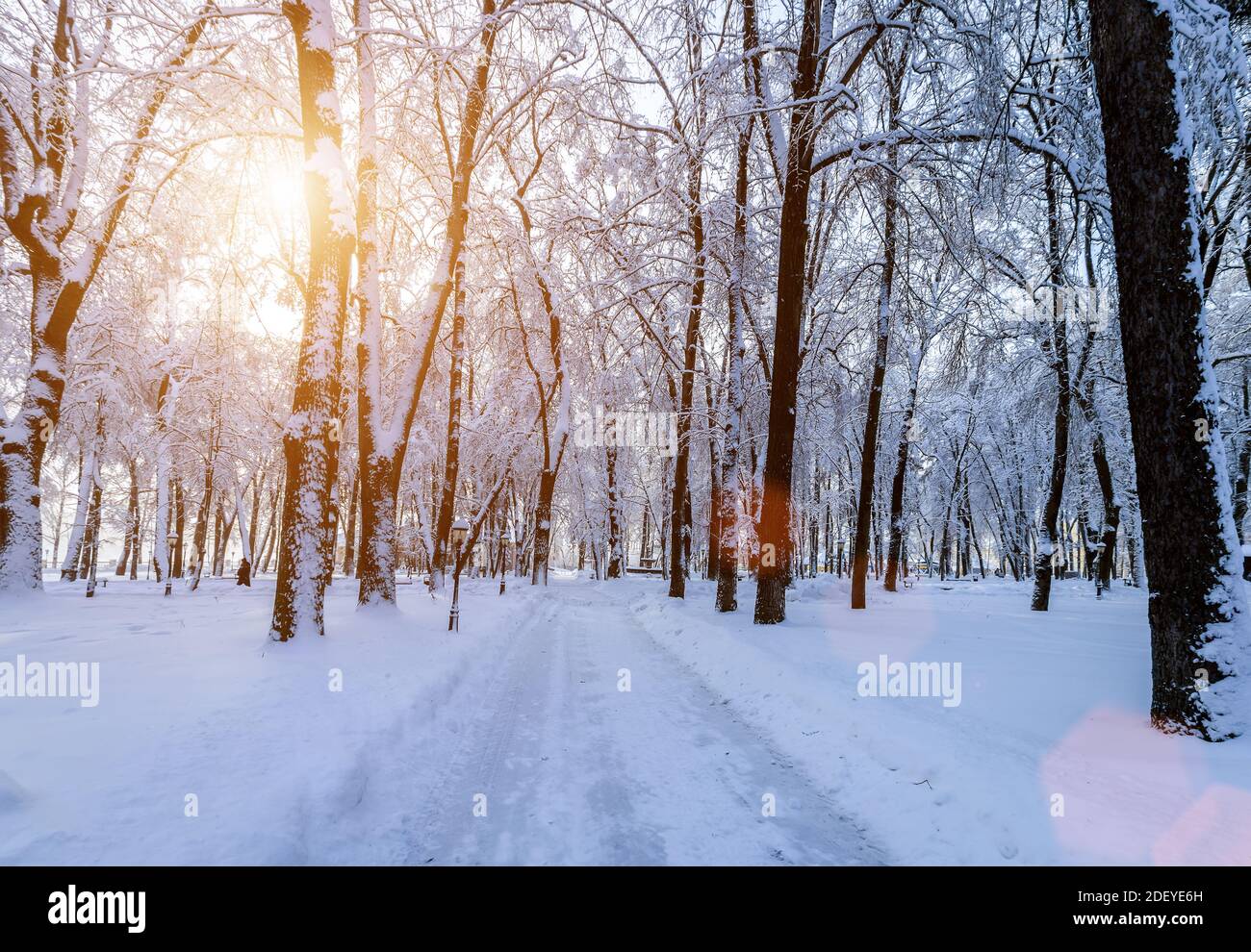 Sunset or sunrise in a winter park with trees, benches and a pavement ...