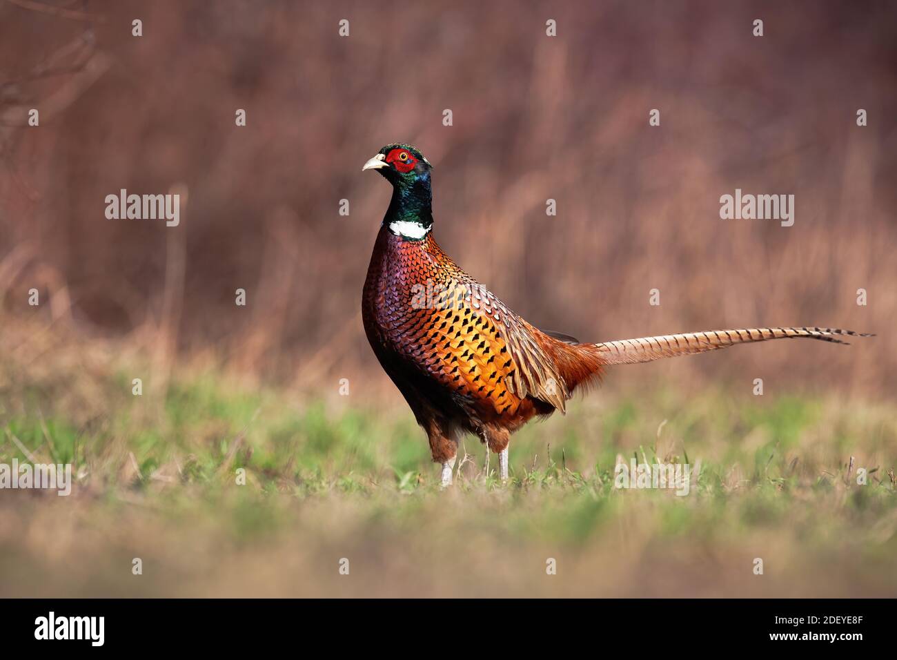 Common pheasant standing on meadow in springtime nature Stock Photo - Alamy