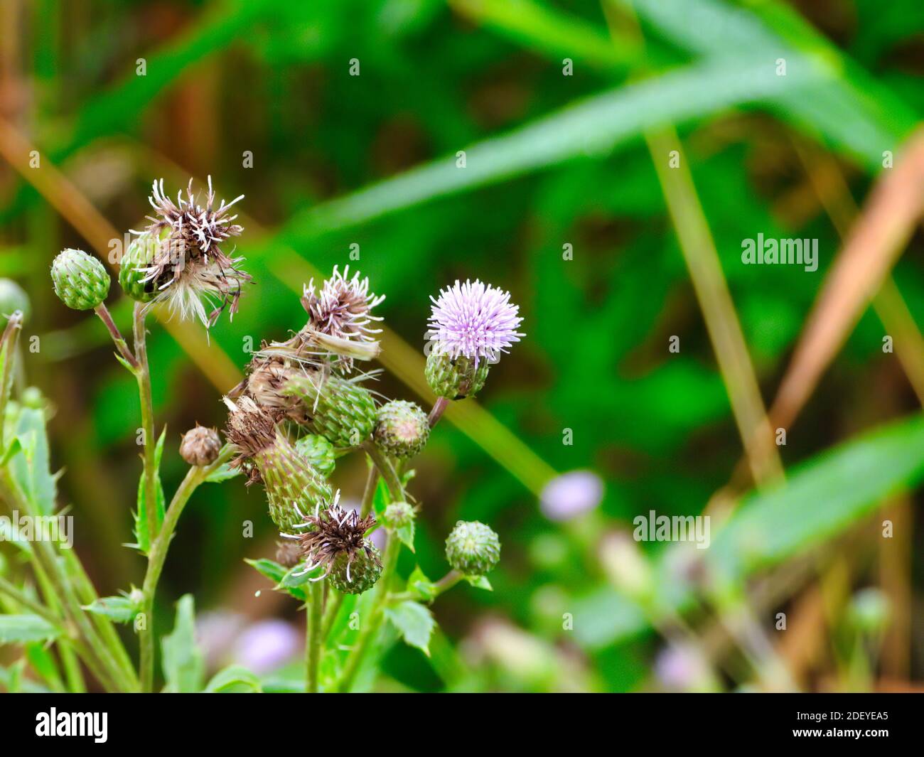 Cirsium Thistle Purple Wildflower Weed Growing in a Prairie Meadow on a ...