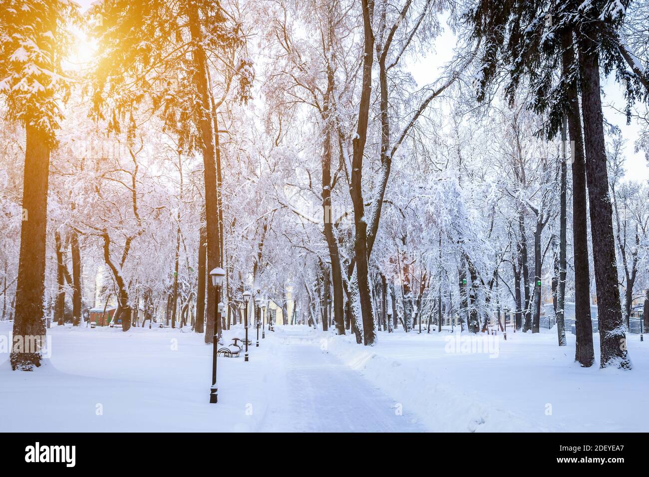 Sunset or sunrise in a winter park with trees, benches and a pavement ...