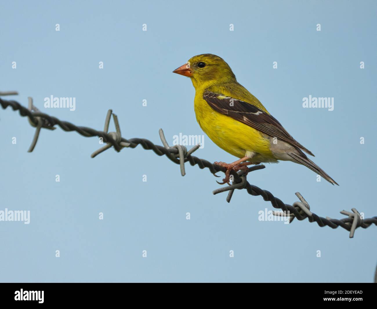 Female goldfinch hi-res stock photography and images - Alamy