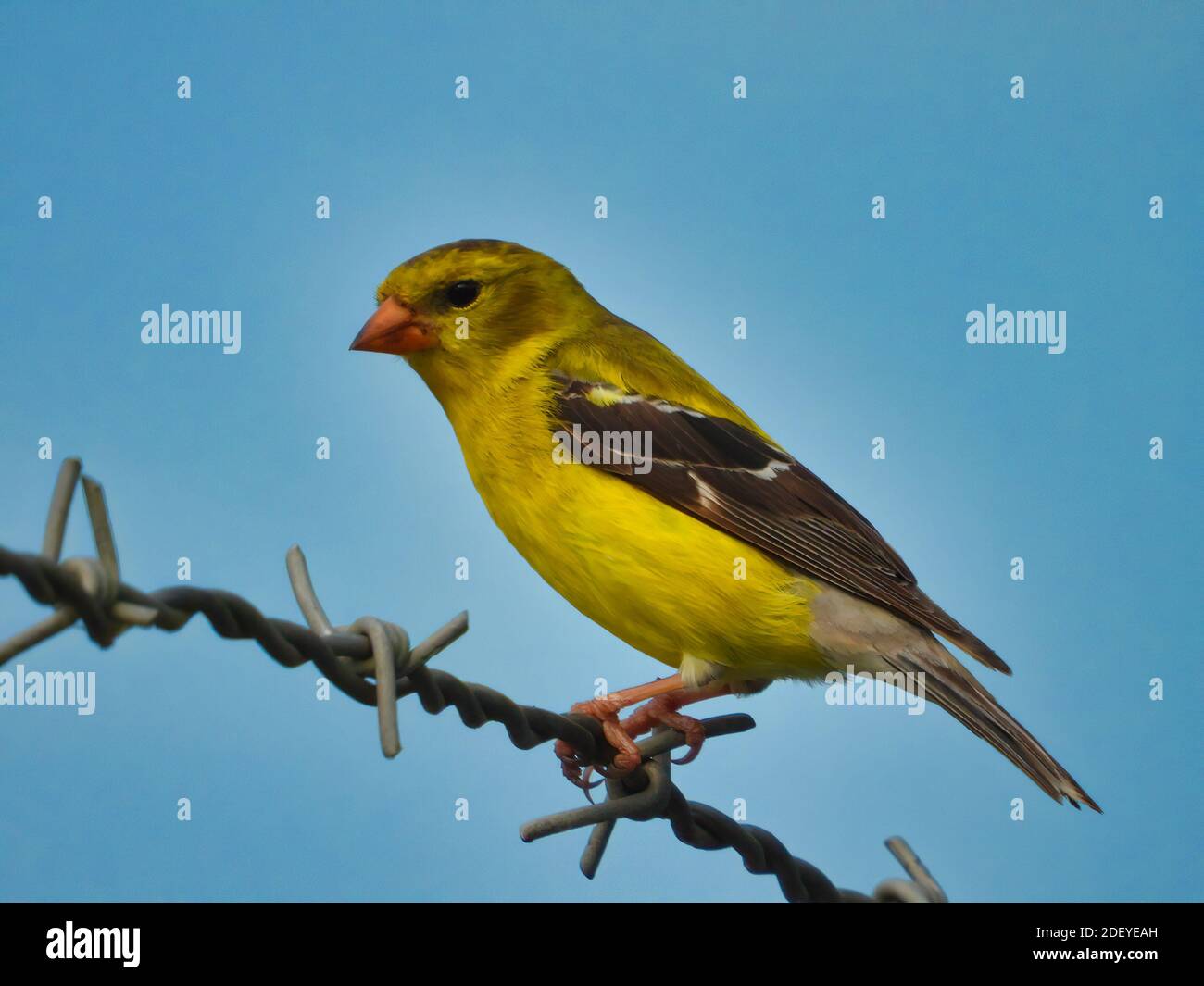 Cardinal bird on a fence hi-res stock photography and images - Alamy