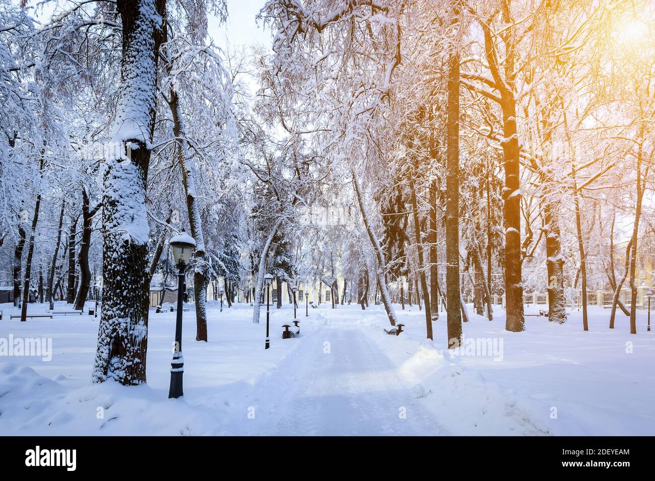 Sunset or sunrise in a winter park with trees, benches and a pavement ...