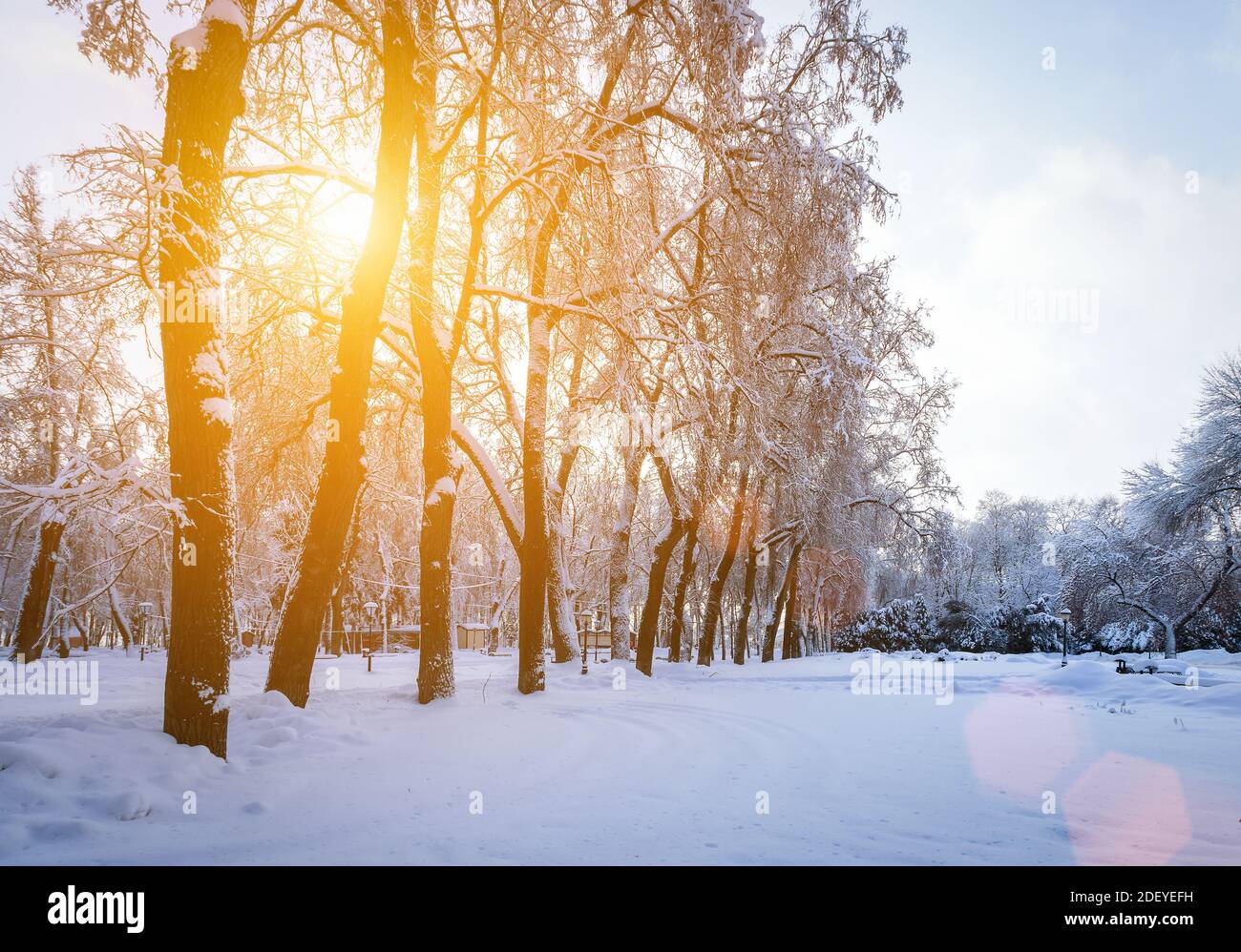 Sunset or sunrise in a winter park with trees, benches and a pavement ...