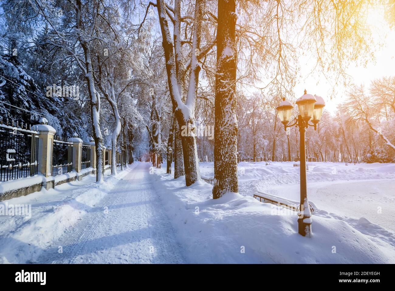 Sunset or sunrise in a winter park with trees, benches and a pavement ...