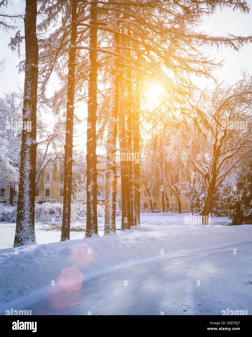 Sunset or sunrise in a winter park with trees, benches and a pavement ...