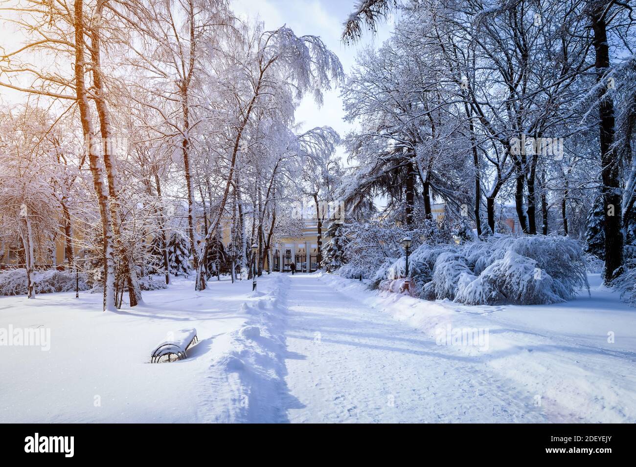 Sunset or sunrise in a winter park with trees, benches and a pavement ...