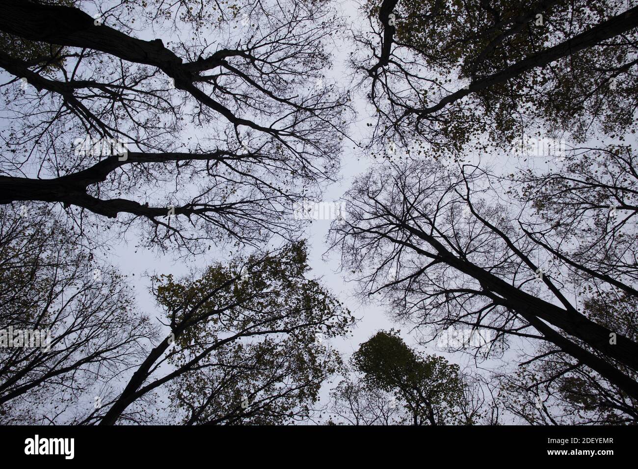 A low angle of tall tree silhouettes on sky background Stock Photo - Alamy
