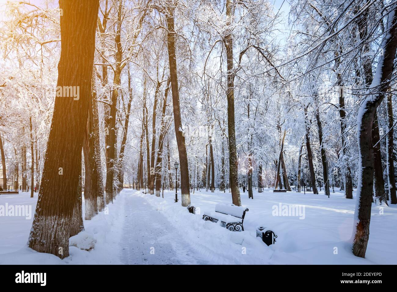 Sunset or sunrise in a winter park with trees, benches and a pavement ...