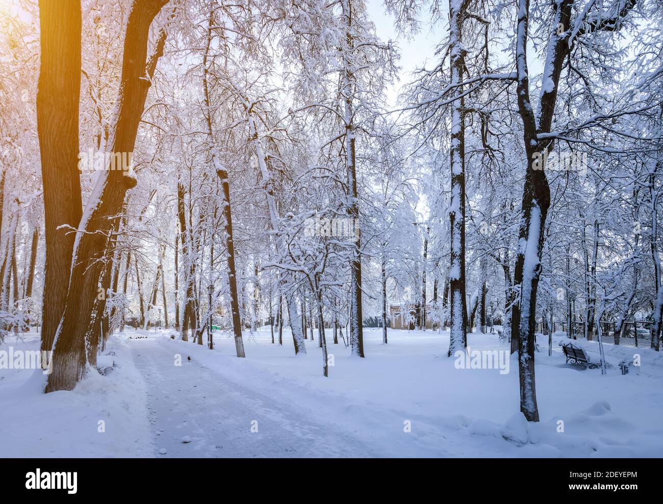 Sunset or sunrise in a winter park with trees, benches and a pavement ...