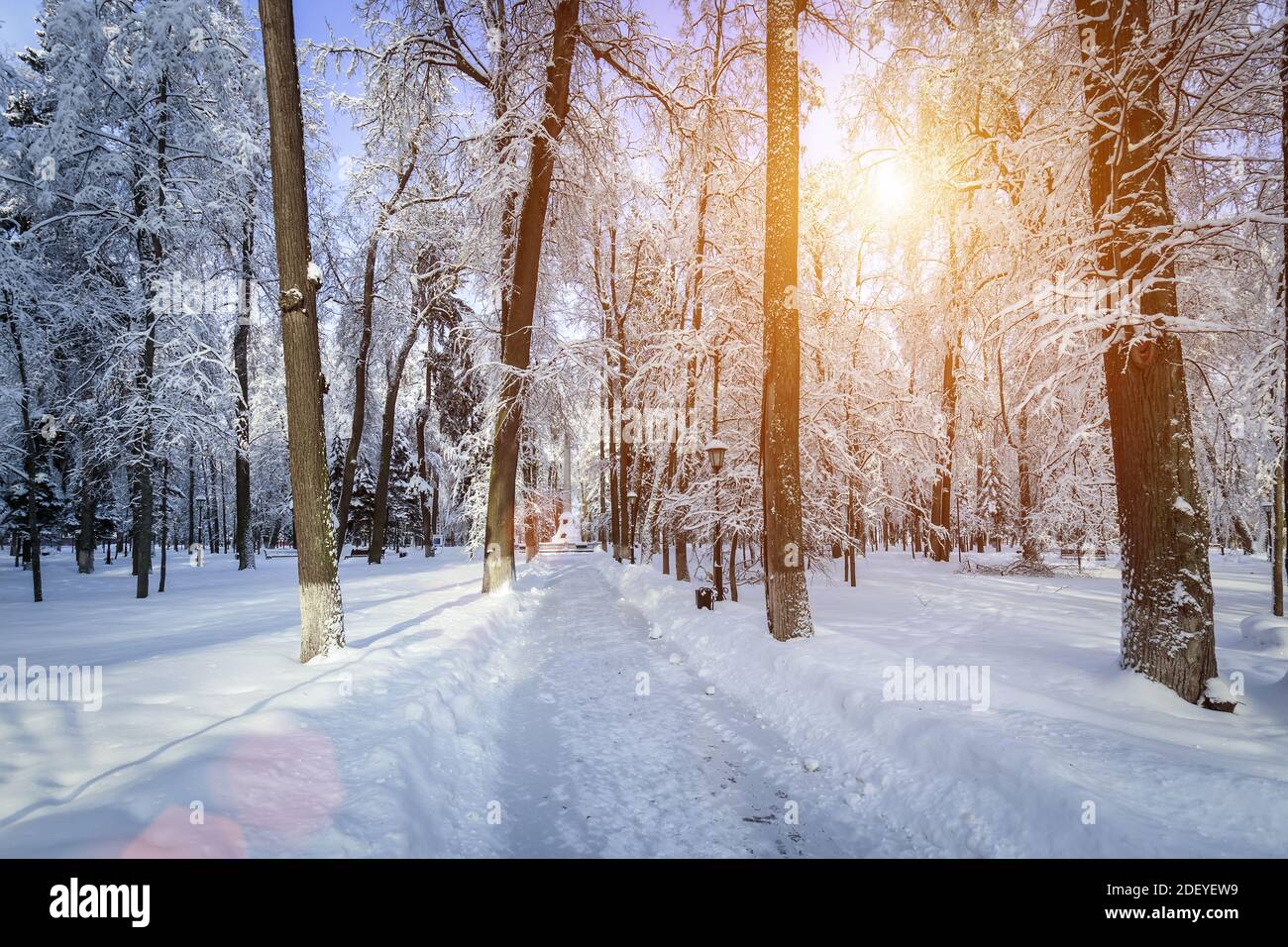 Sunset or sunrise in a winter park with trees, benches and a pavement ...