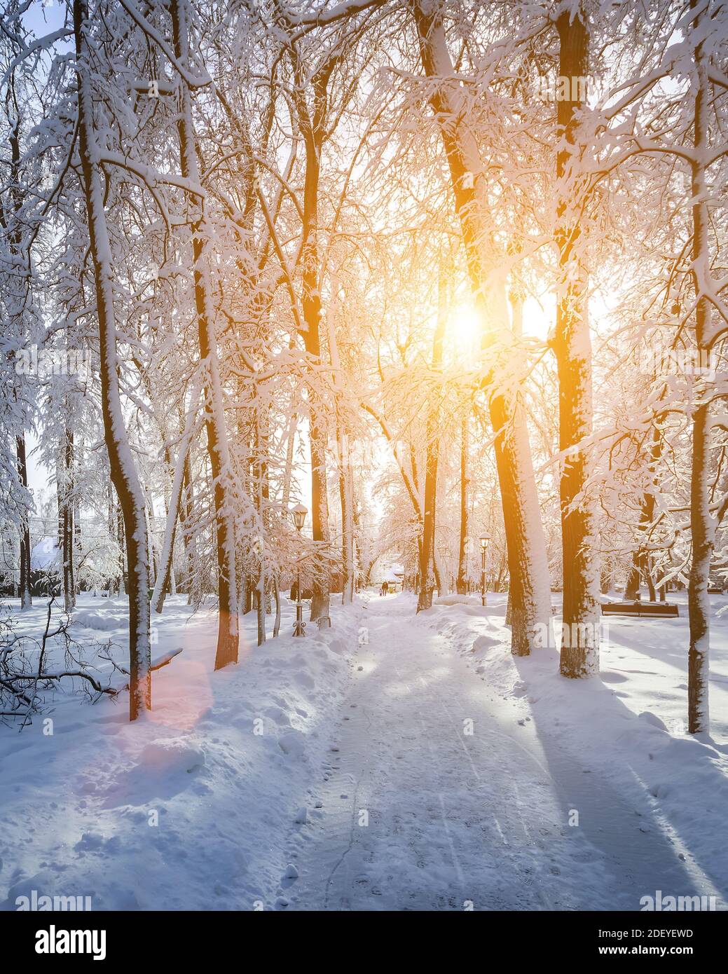 Sunset or sunrise in a winter park with trees, benches and a pavement ...