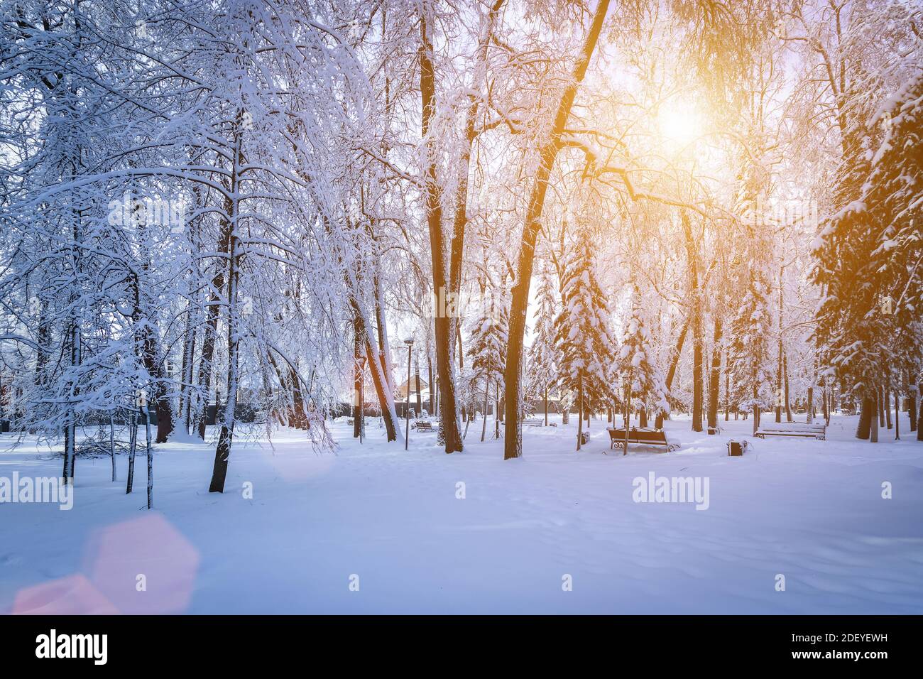 Sunset or sunrise in a winter park with trees, benches and a pavement ...