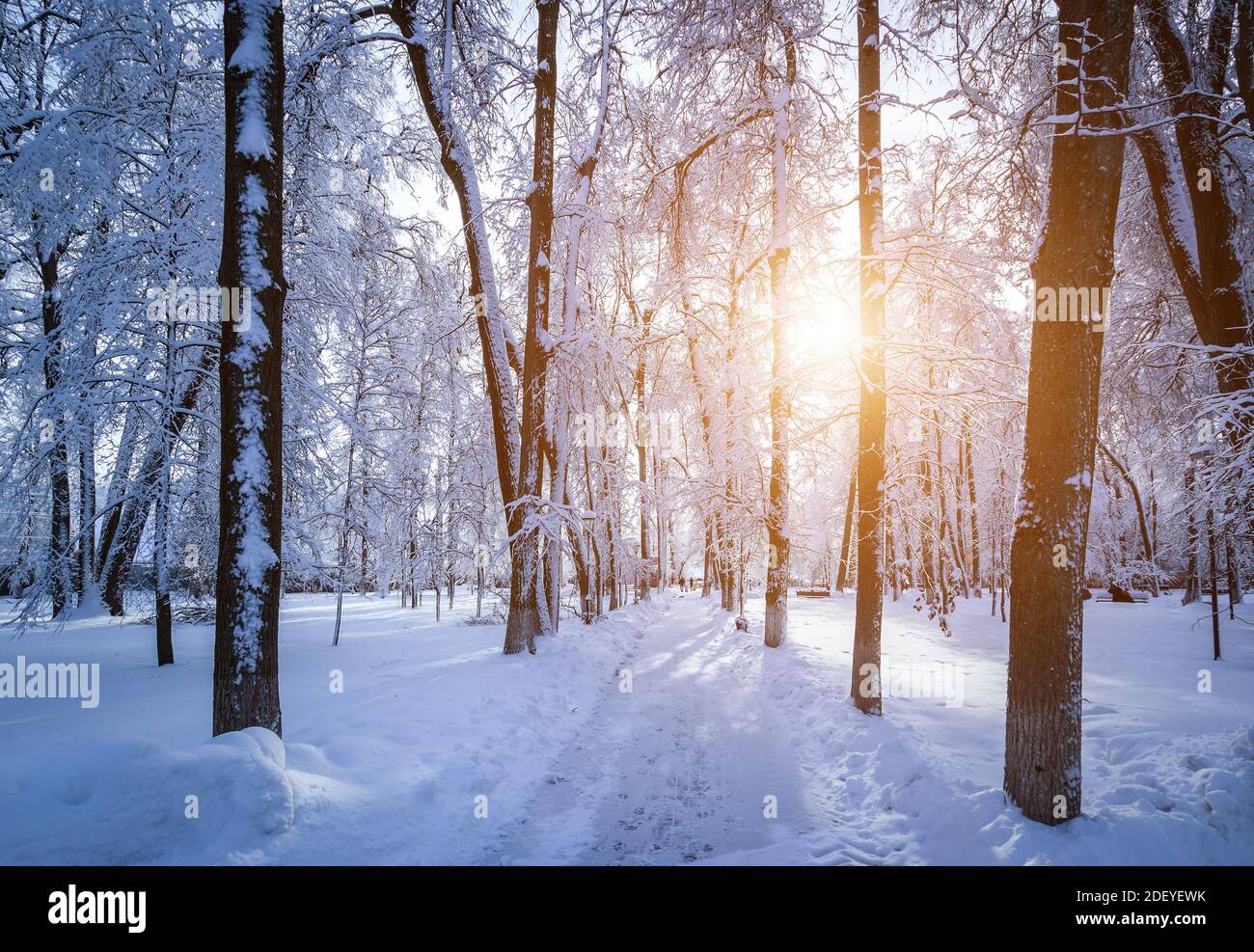 Sunset or sunrise in a winter park with trees, benches and a pavement ...