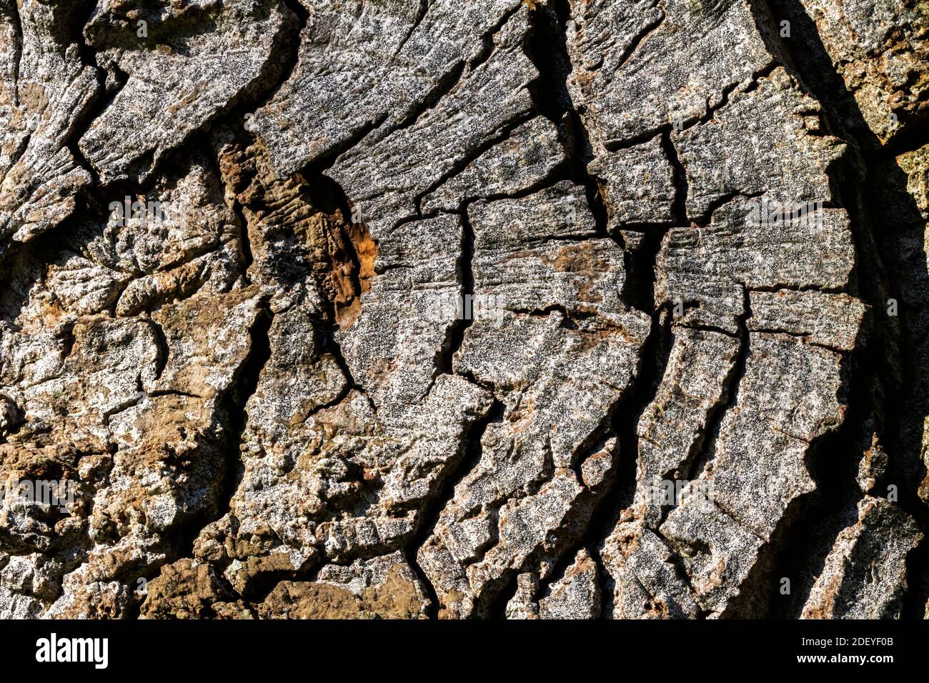 Close Up Detail of an Old Pruned Oak Tree (Quercus robur)Branch Scar ...