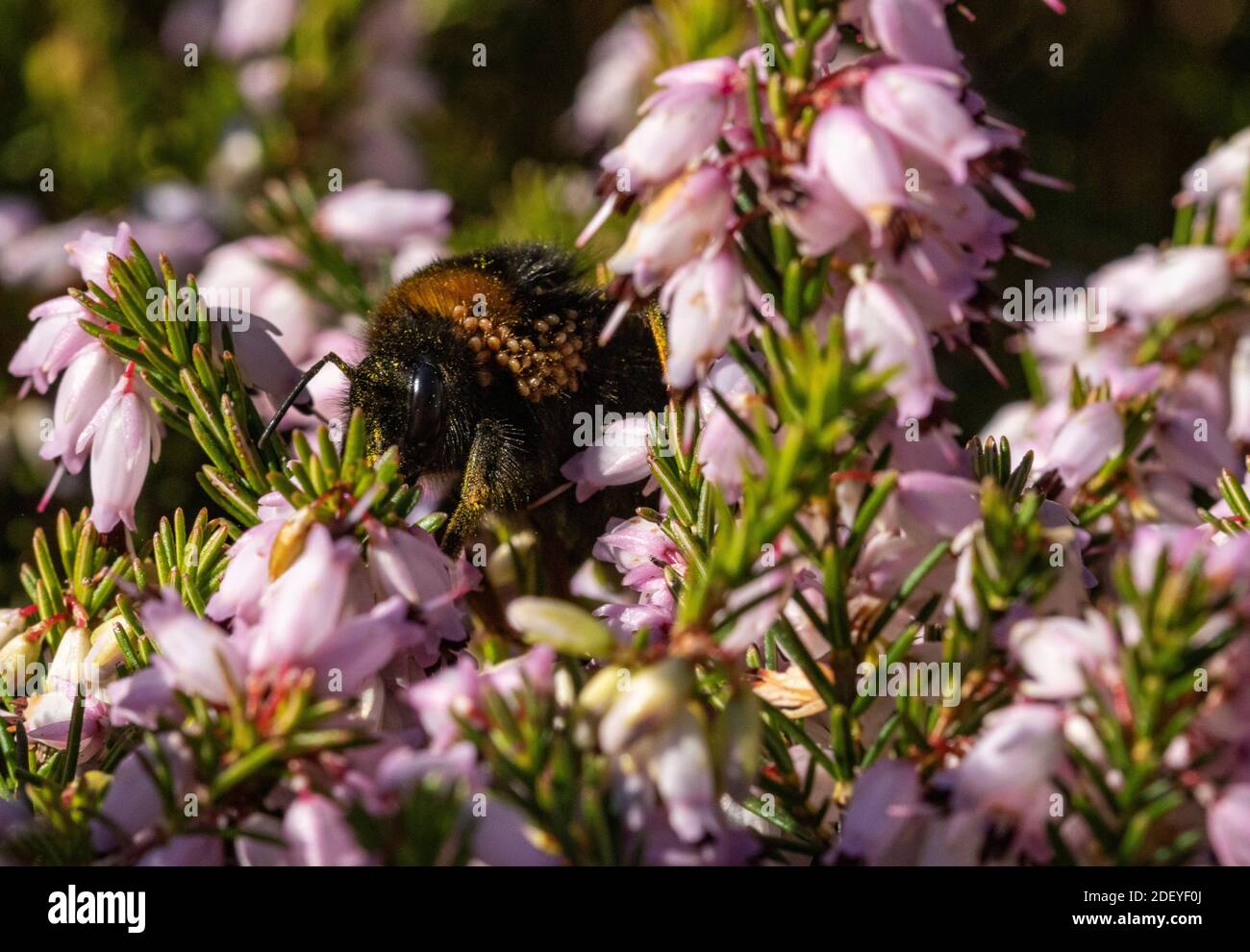 Queen Early Bumblebee (Bombus pratorum) in Late Winter Feeding From a ...