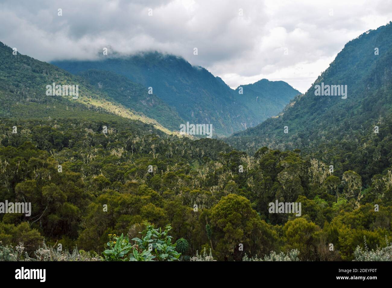 Congo rainforest landscape hi-res stock photography and images - Alamy