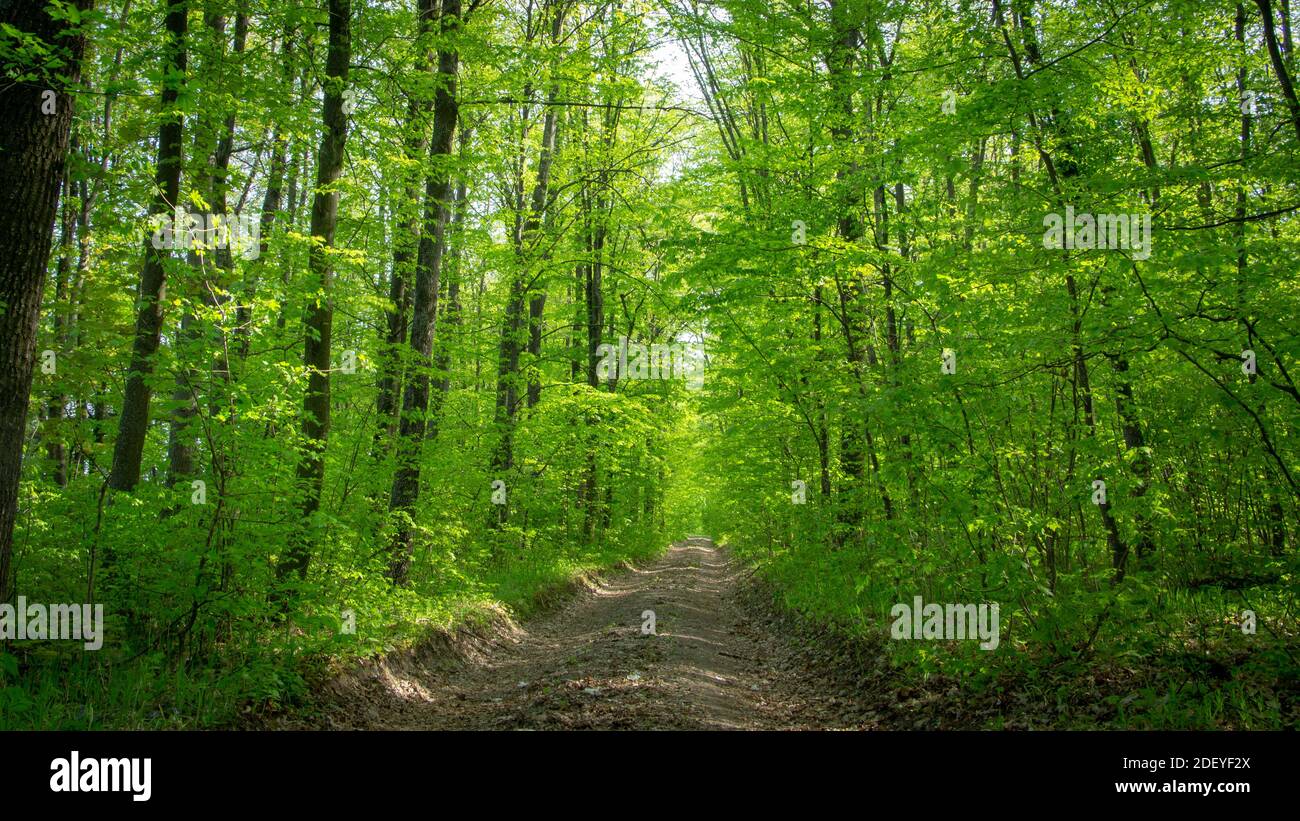 Spring deciduous forest, with green trees, grass, and flowering bushes ...