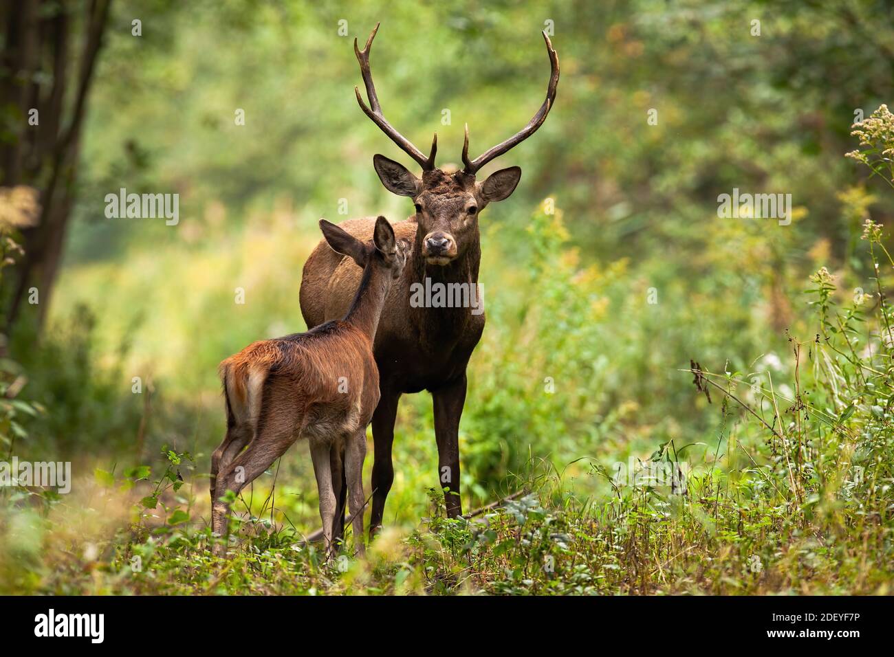 Deer kissing hi-res stock photography and images - Alamy