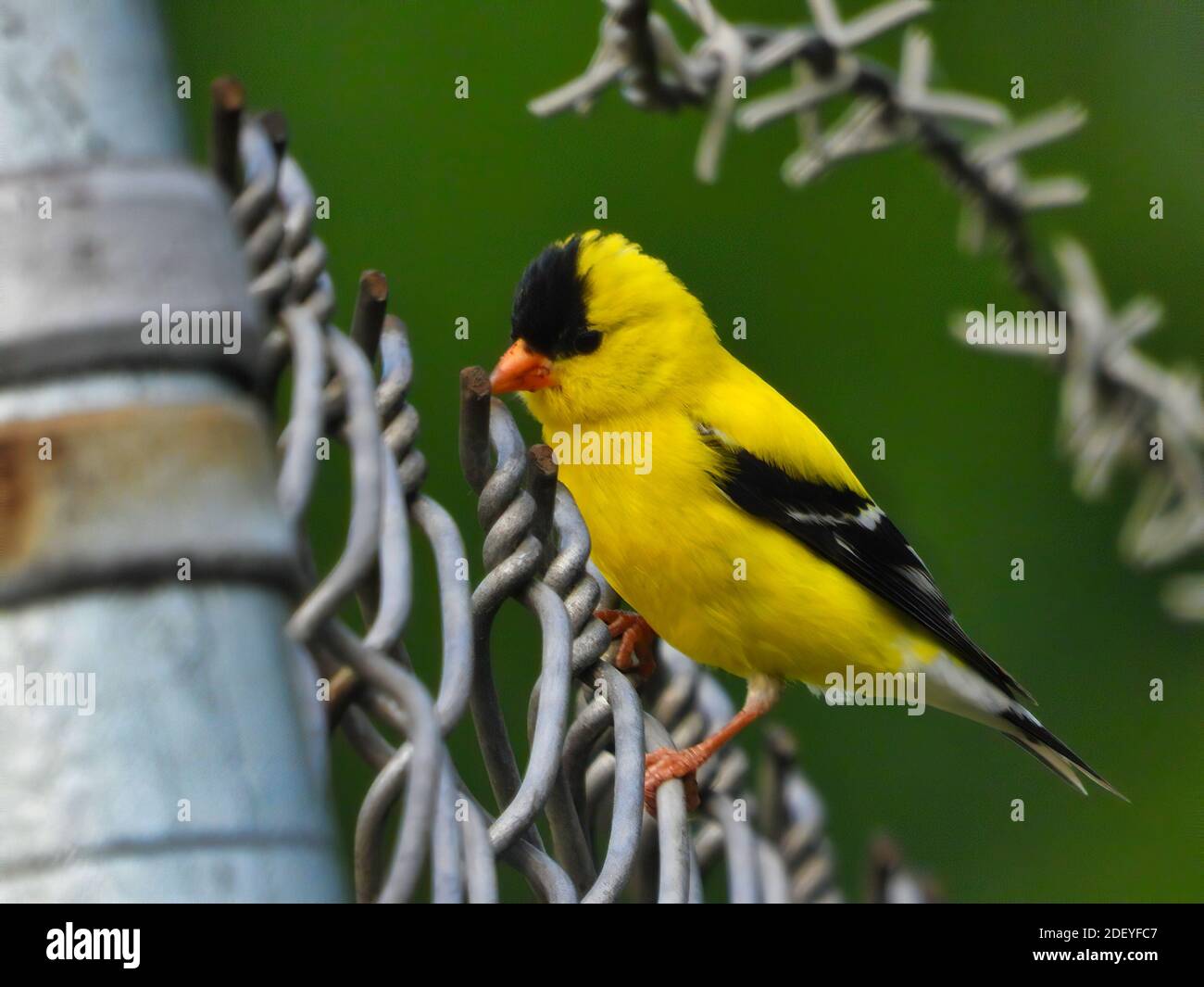 Cardinal and goldfinch hi-res stock photography and images - Alamy