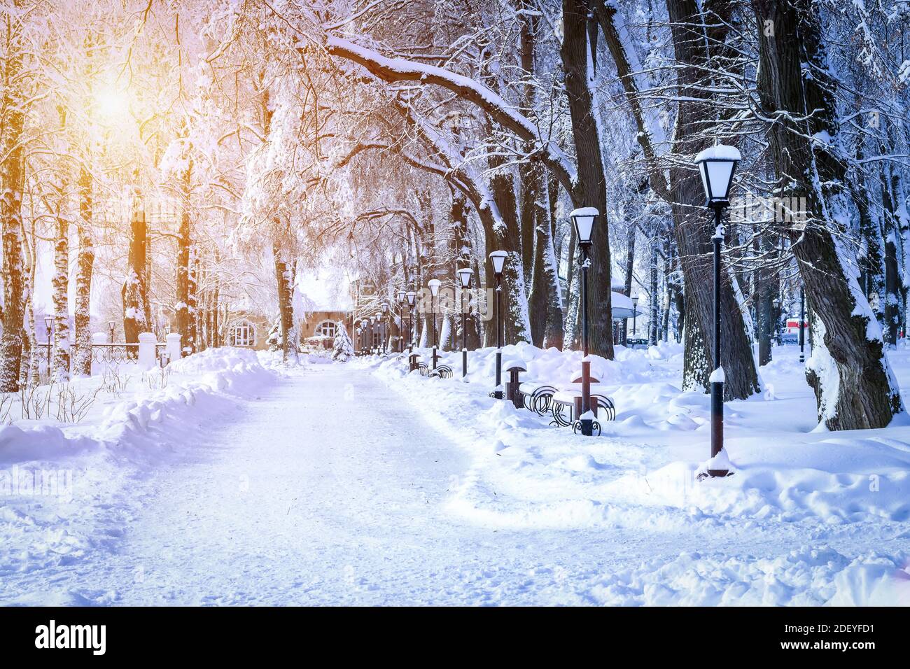 Sunset or sunrise in a winter park with trees, benches and a pavement ...