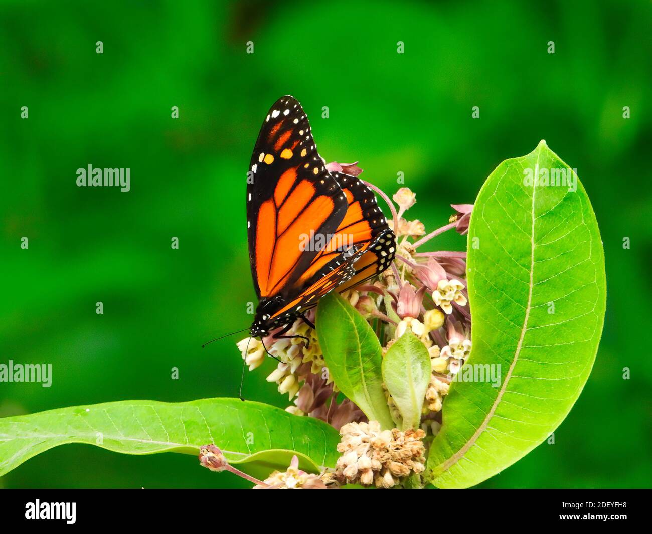 Monarch Butterfly Eats a Wildflower on a Summer Day with Bright Green ...