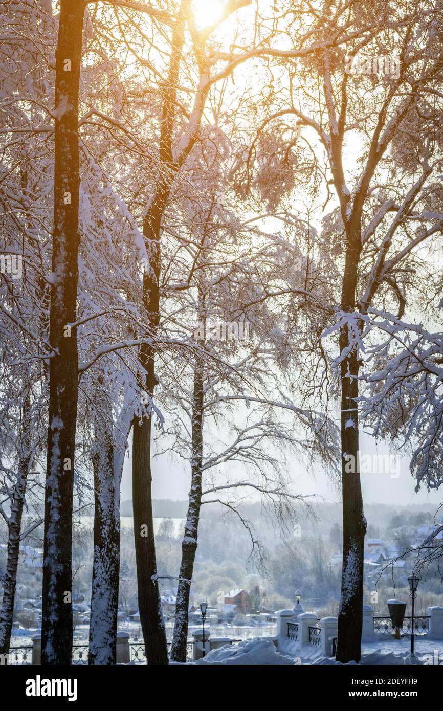 Sunset or sunrise in a winter park with trees, lanterns and a pavement ...