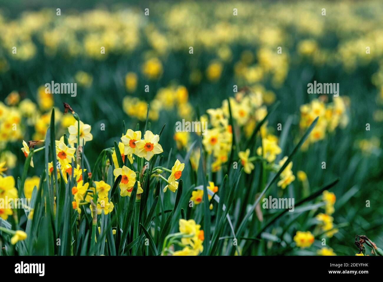 Daffodil farm hi-res stock photography and images - Alamy