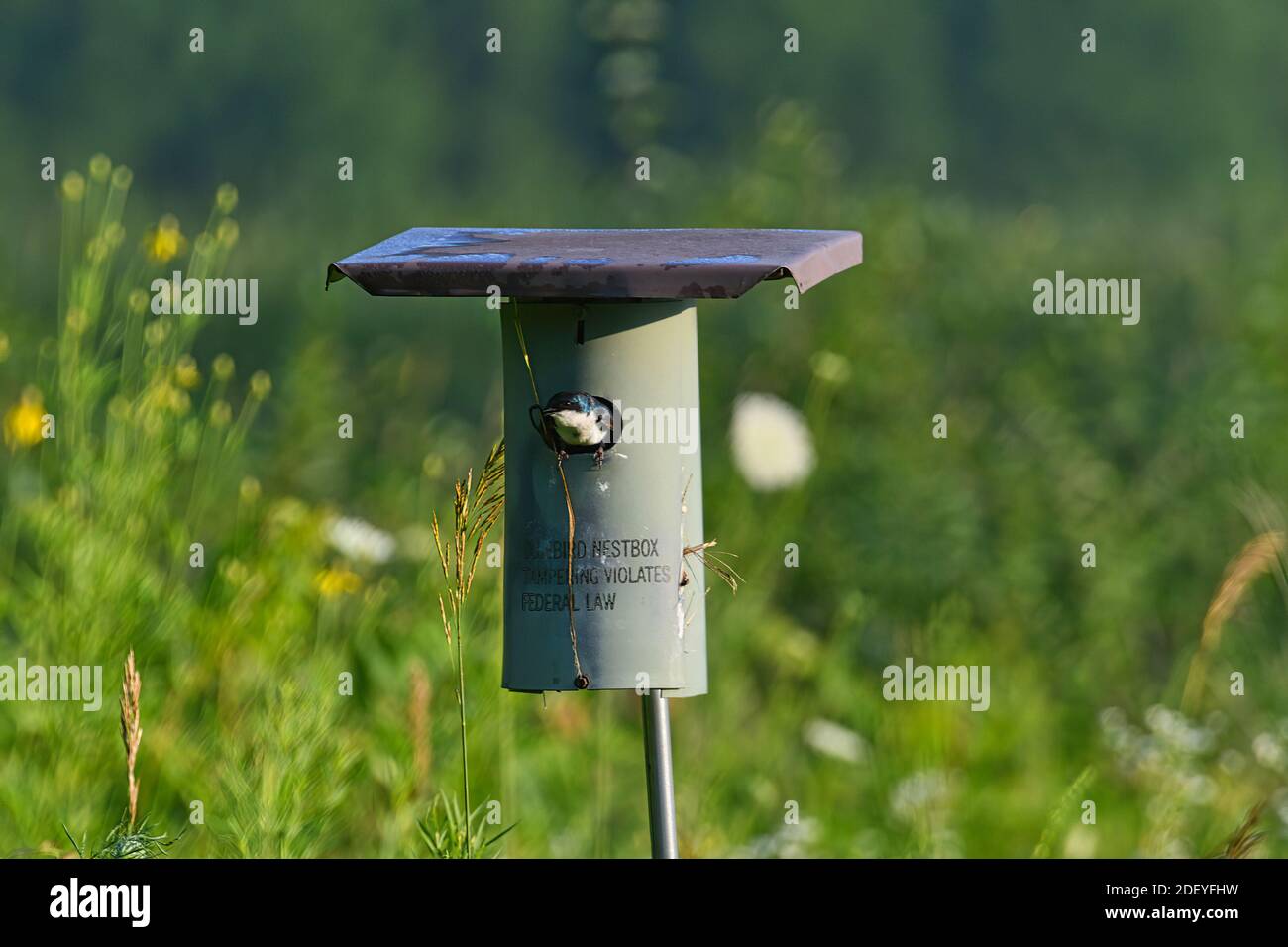 Tree Swallow Bird Pokes Out of Bluebird Nesting Box Showing Iridescent ...