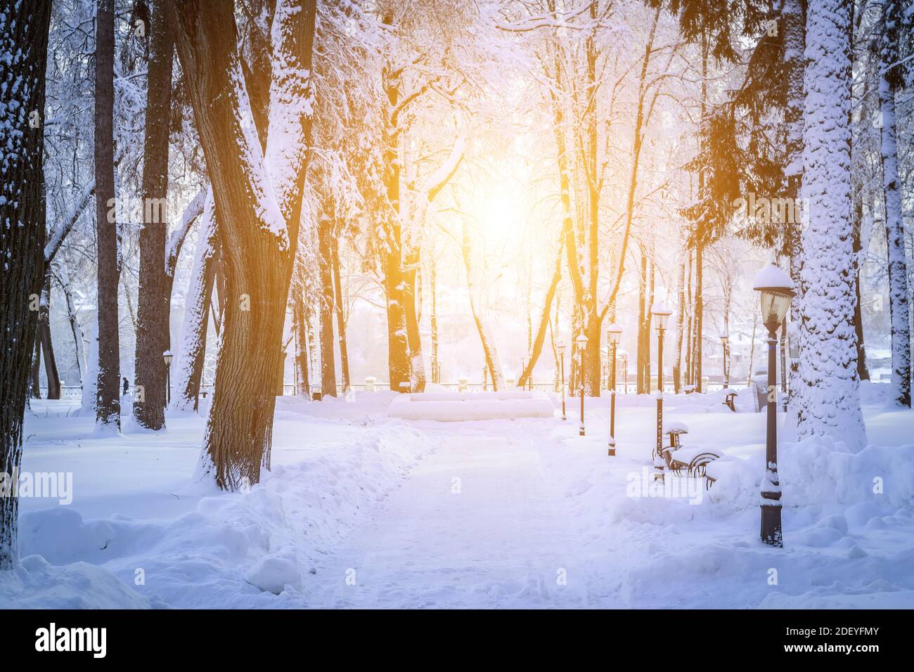 Sunset or sunrise in a winter park with trees, lanterns and a pavement ...