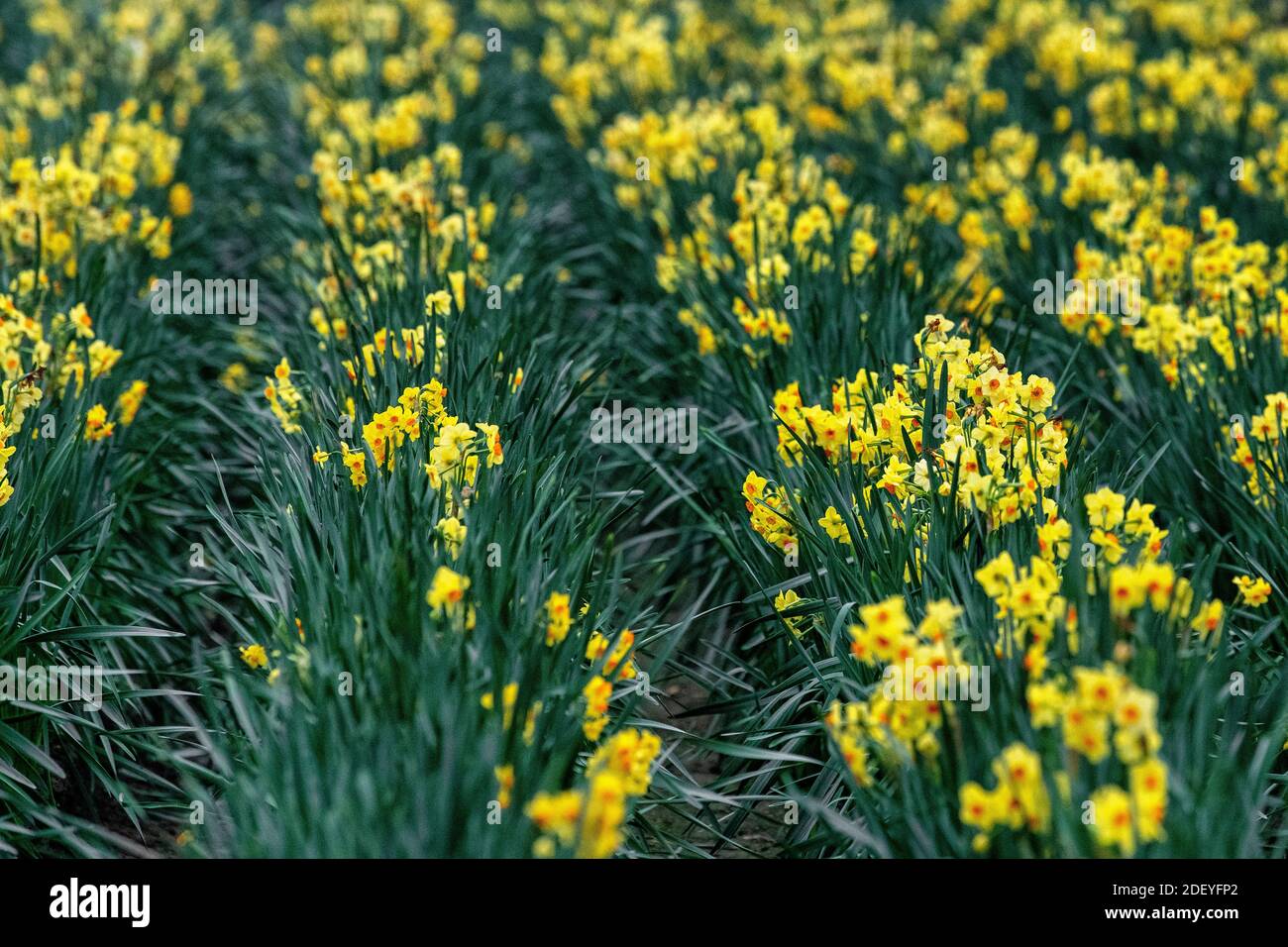 Daffodil farm on St Mary's, Isles of Scilly, UK Stock Photo - Alamy