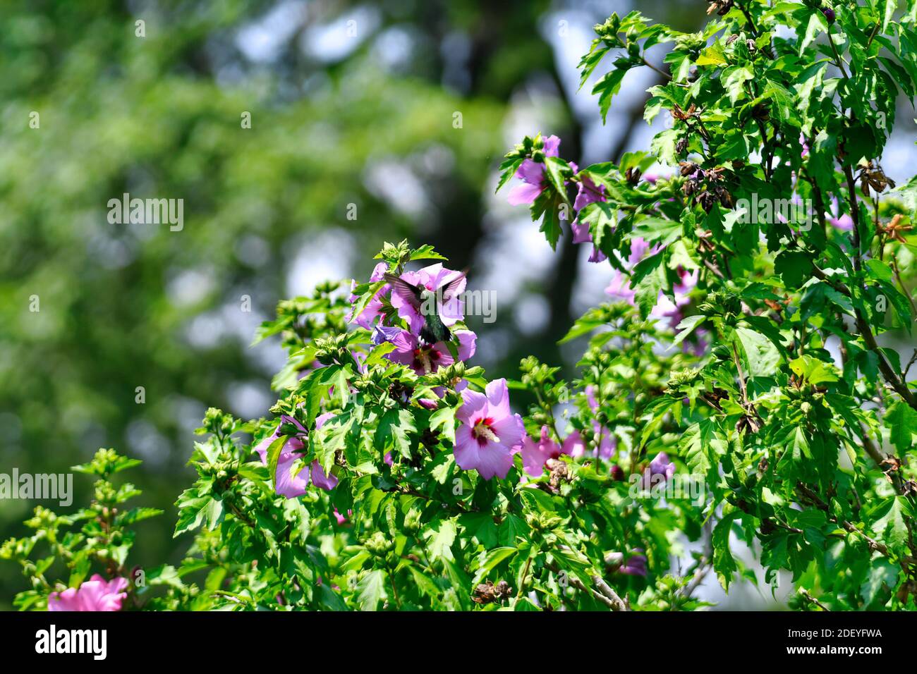 Ruby-Throated Hummingbird With Head in Purple Hibiscus Flower Drinking ...