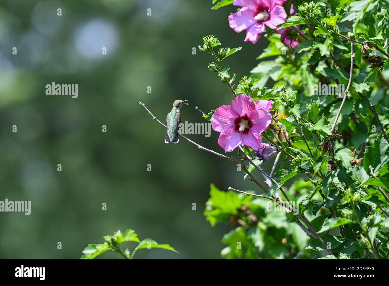 Ruby-Throated Hummingbird Perched on Rose of Sharon Bush Near Flower ...