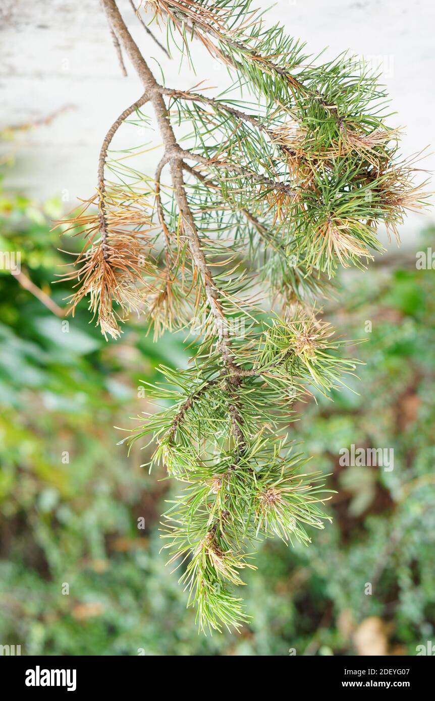 A vertical selective shot of an upside-down branch from a pine tree ...