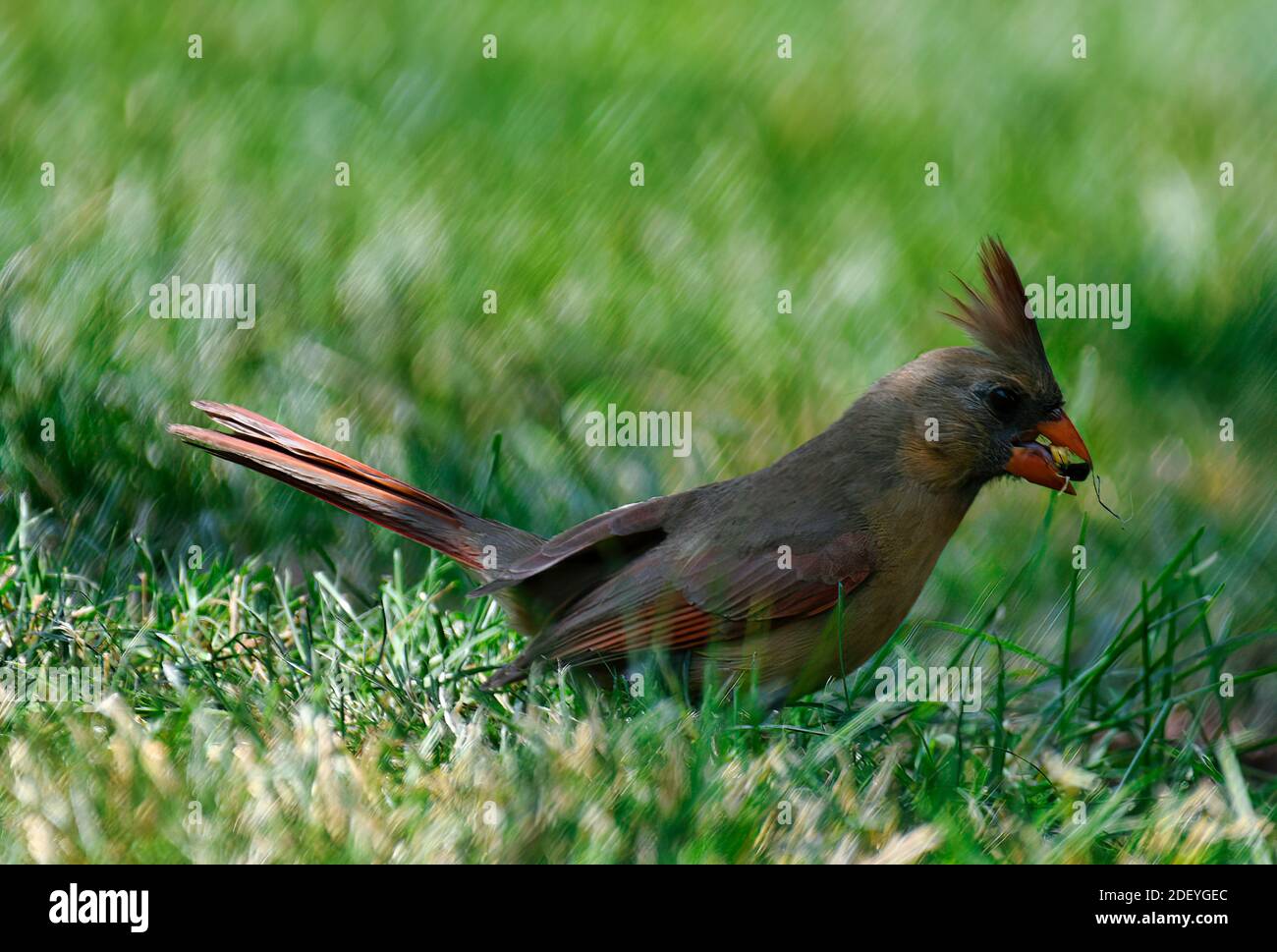 Female Northern Cardinal Bird Profile View as She Sits on the Ground in ...