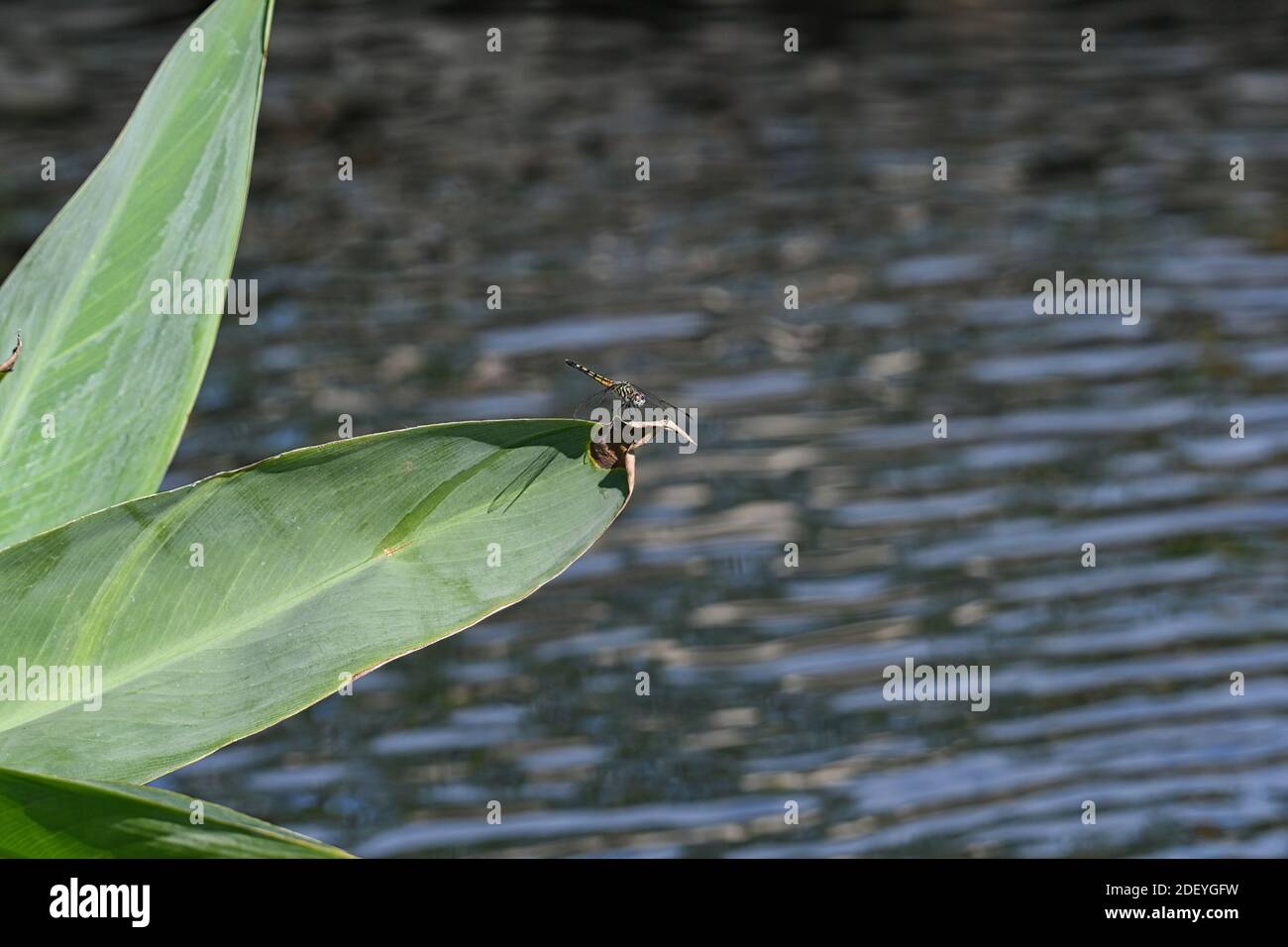 Dragonhunter dragonfly hi-res stock photography and images - Alamy