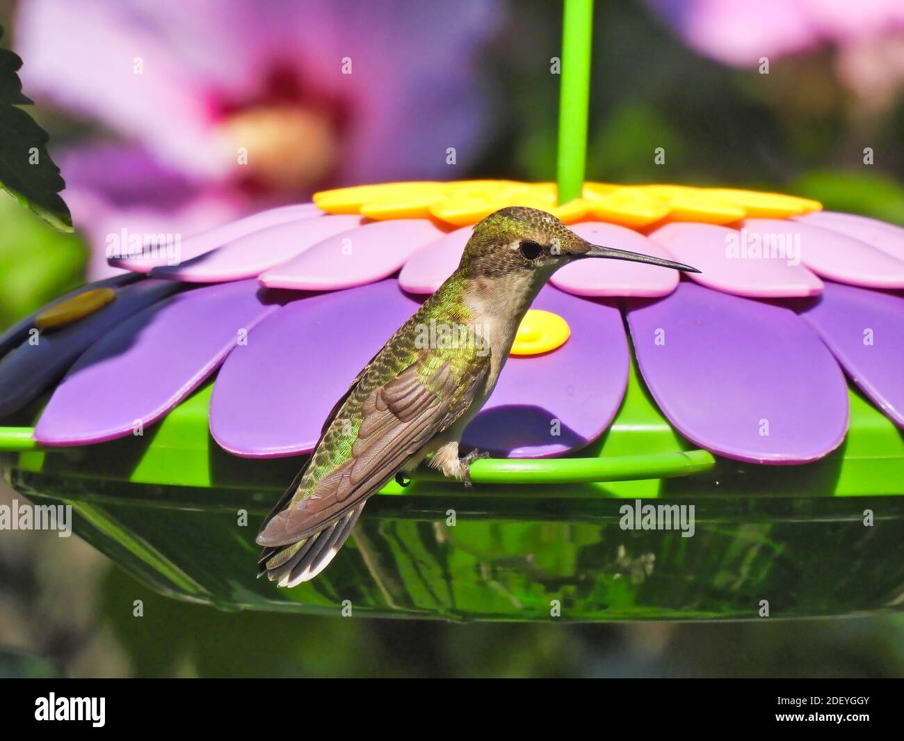 Hummingbird tree flower hi-res stock photography and images - Alamy