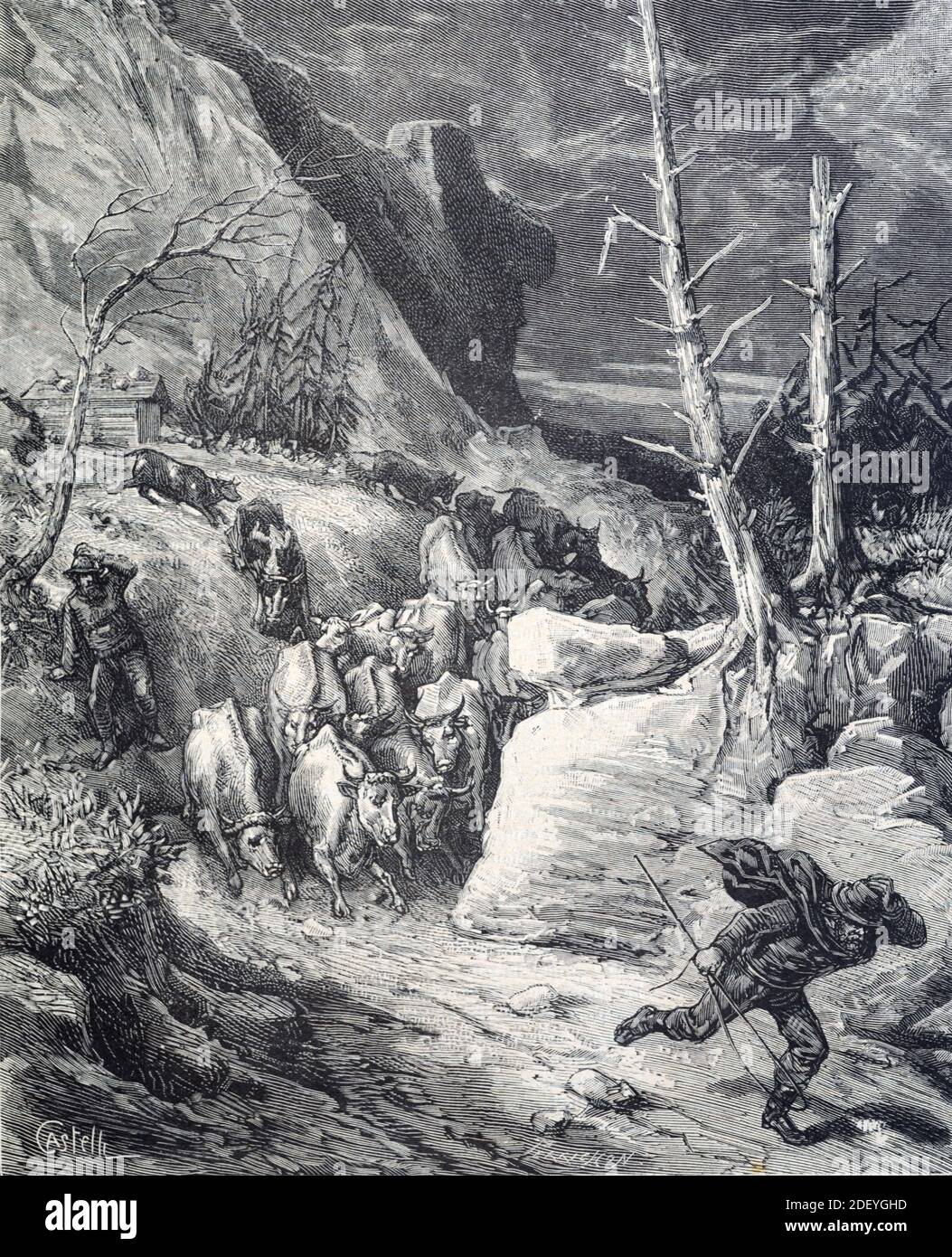 Panicking cows hi-res stock photography and images - Alamy