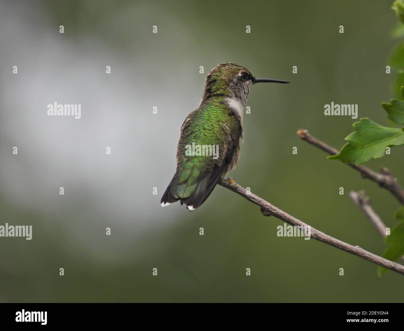 White tipped tail hi-res stock photography and images - Alamy