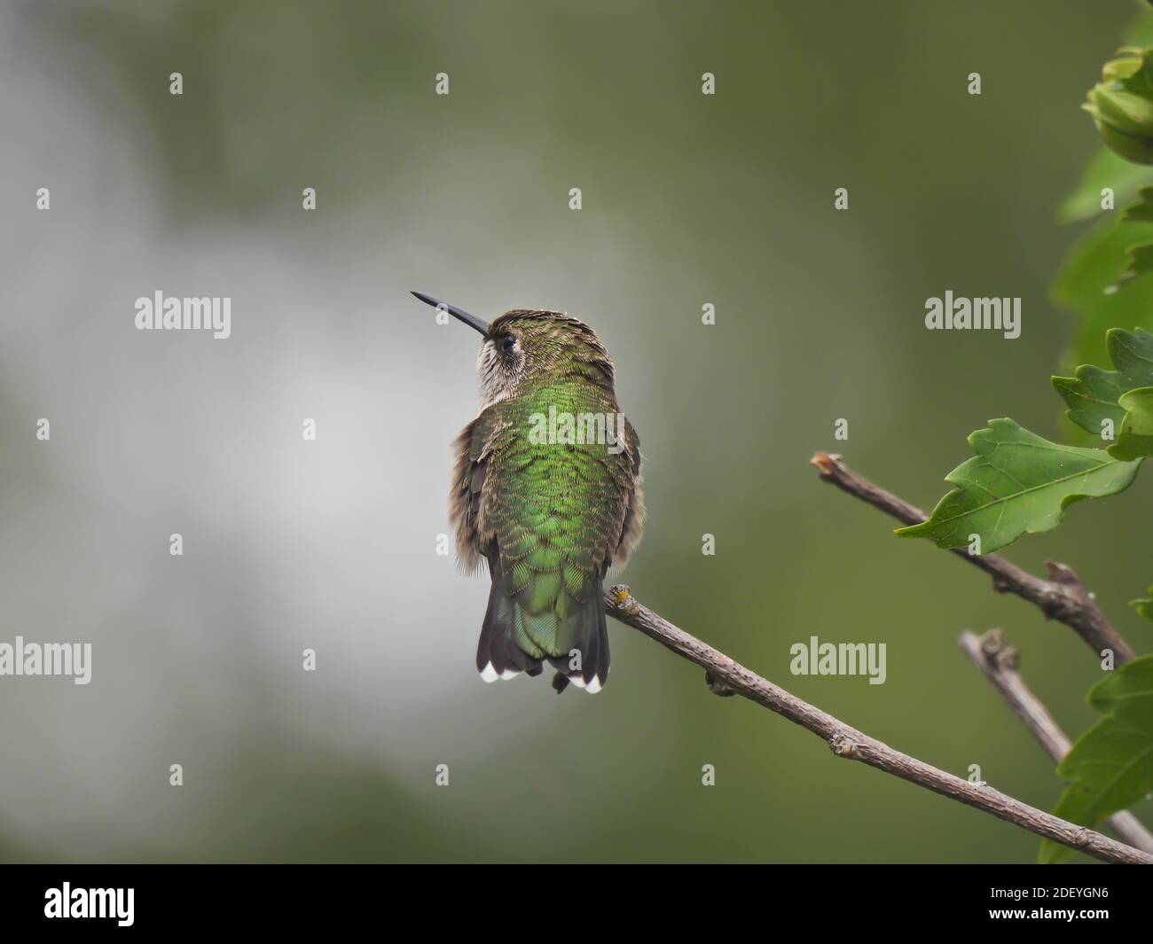 Long straight beak hi-res stock photography and images - Alamy