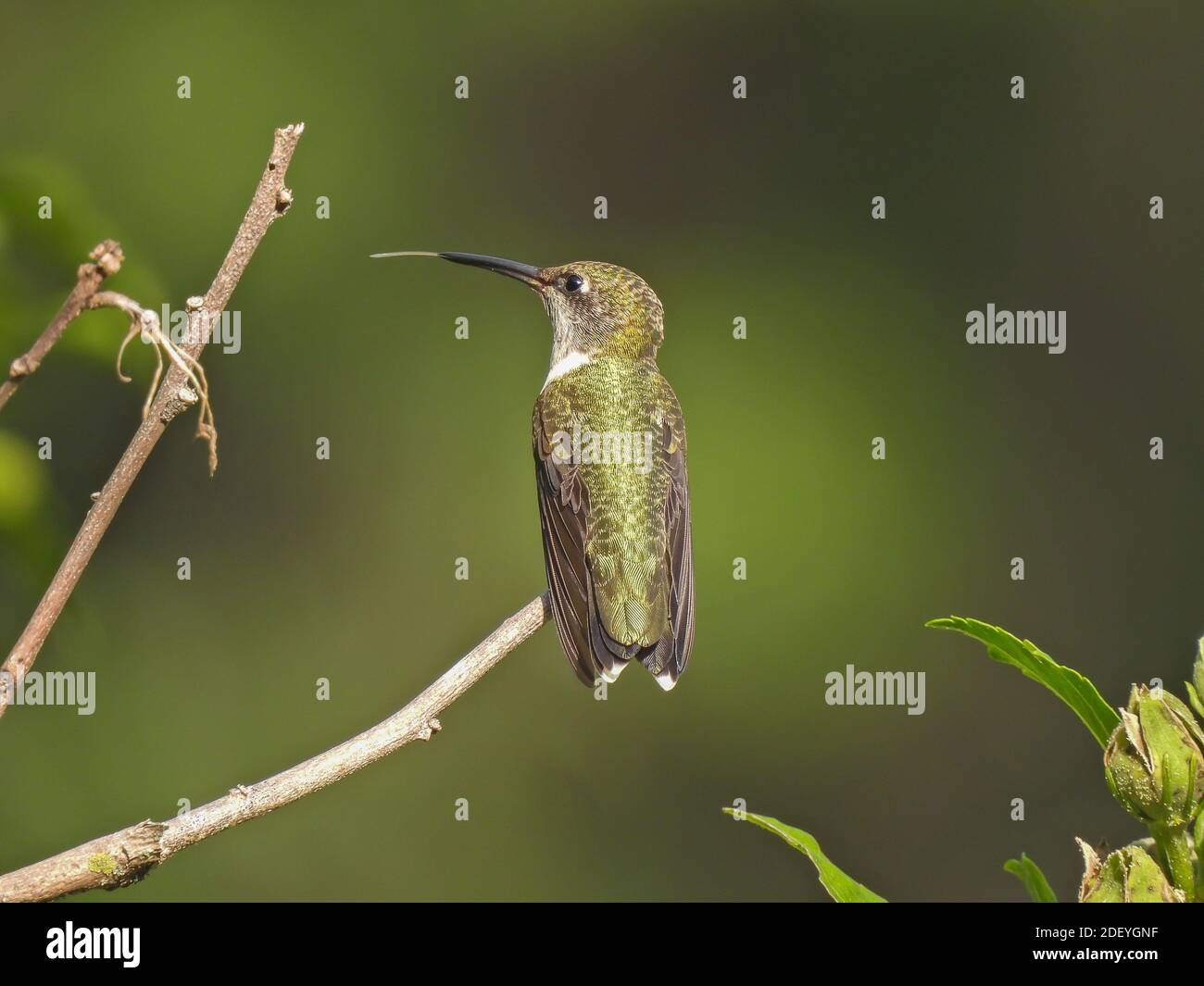 Tongue sticking out profile hi-res stock photography and images - Alamy