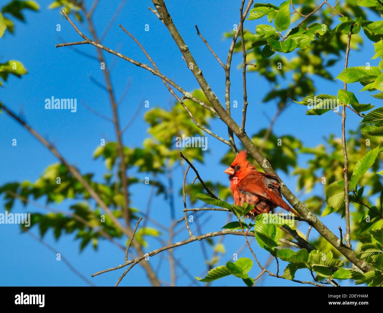 Molting northern cardinal hi-res stock photography and images - Alamy