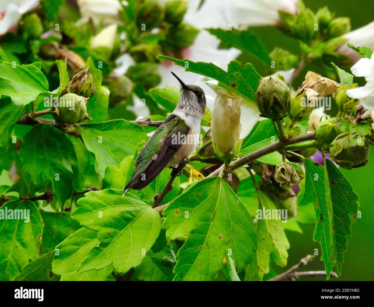 Ruby-Throated Hummingbird Perched on a Branch Surround by Green Leaves ...